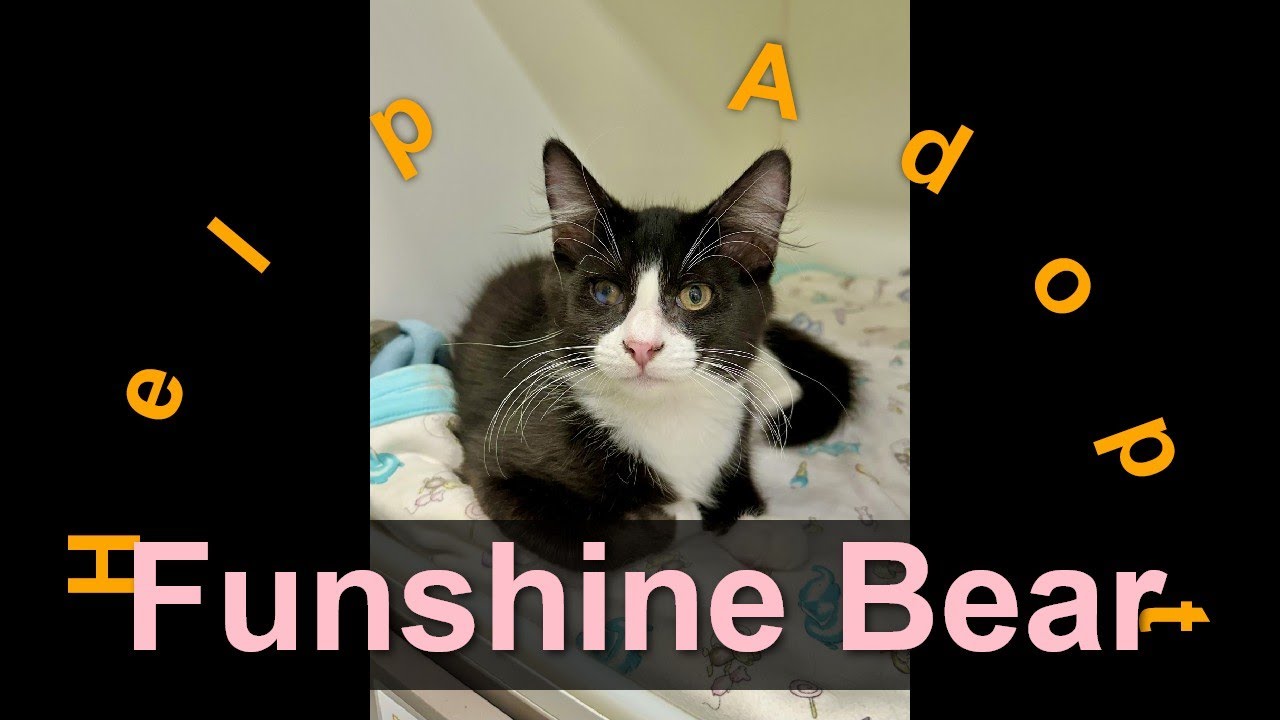 🐾Funshine Bear has been adopted! Cat / Australia / Edinburgh North ...