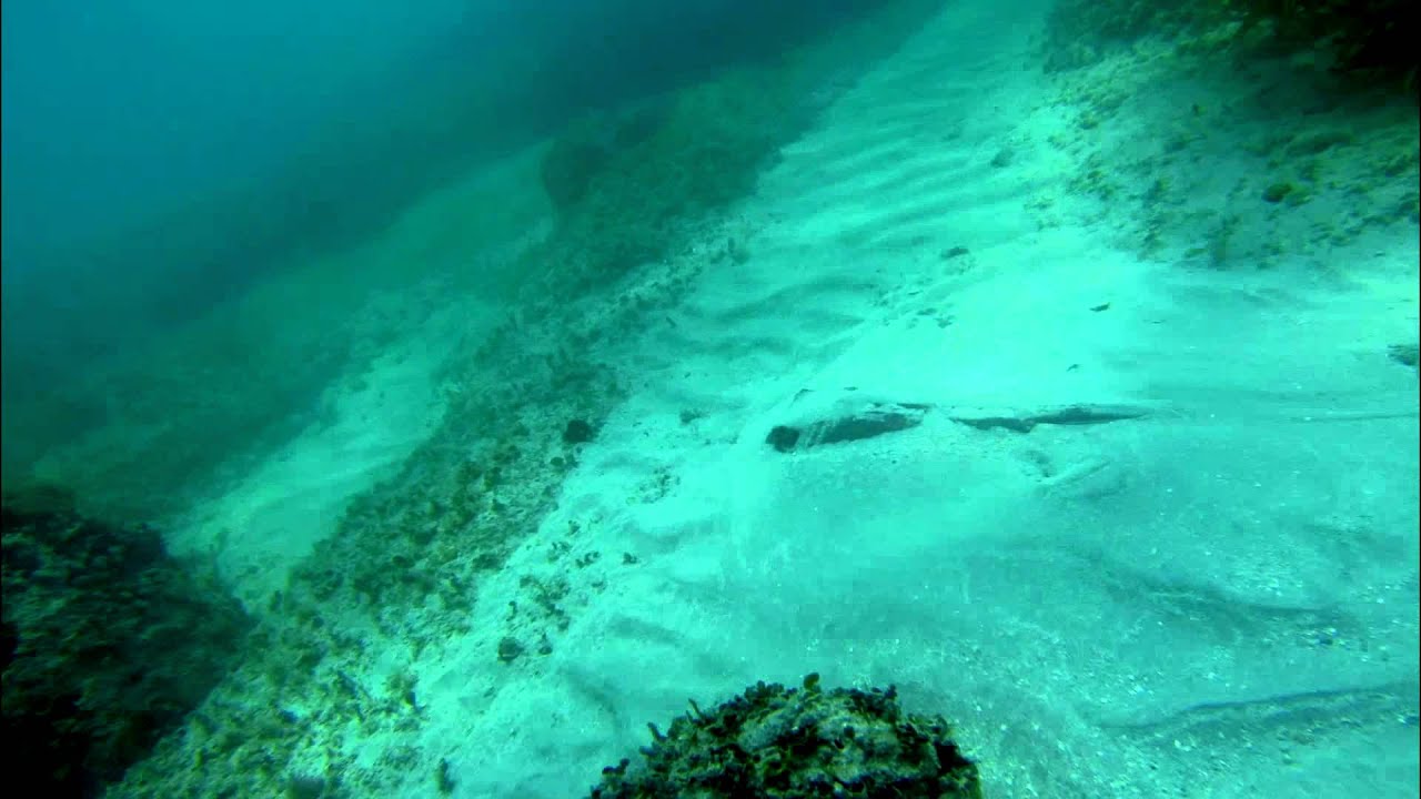 Key West Wild Stingray - YouTube