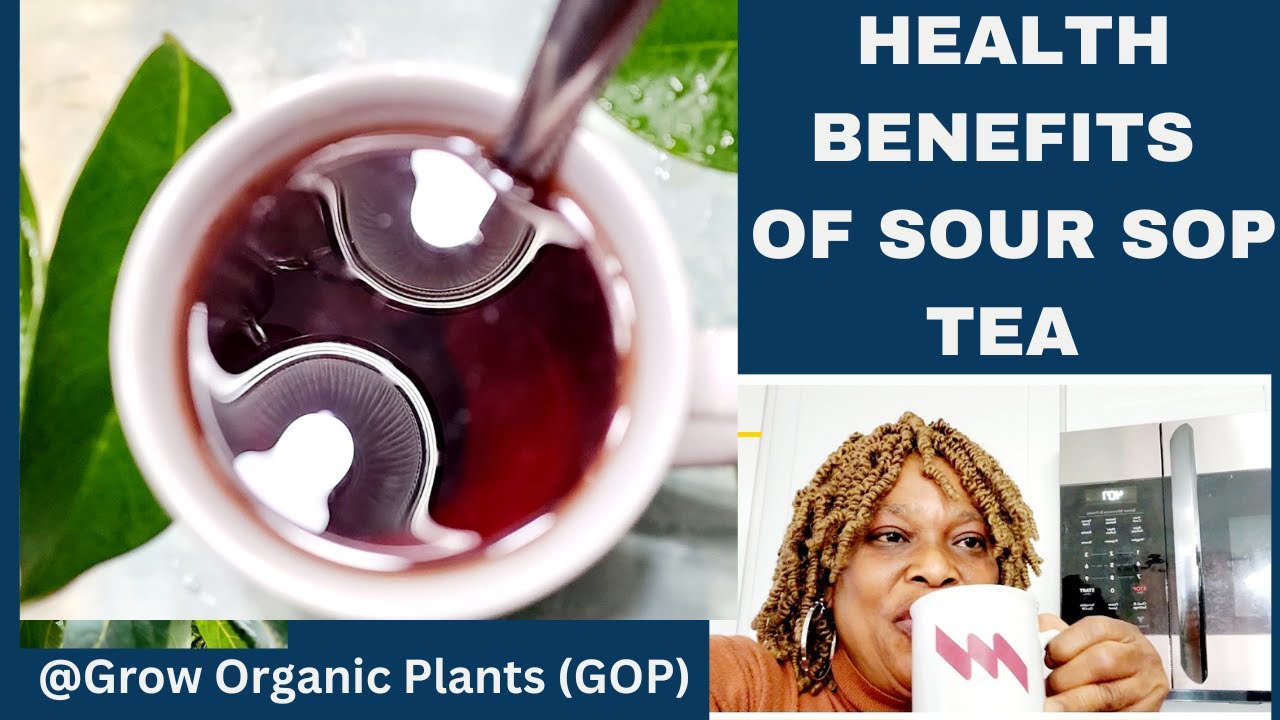 HEALTH BENEFITS OF SOUR SOP LEAVES TEA @PlantsandNature1 (GOP) - YouTube
