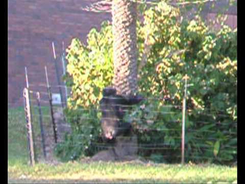 Problem Solving Chimp Kuma Caught in Action - YouTube