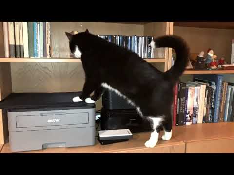 Tuxedo cat explores bookcase