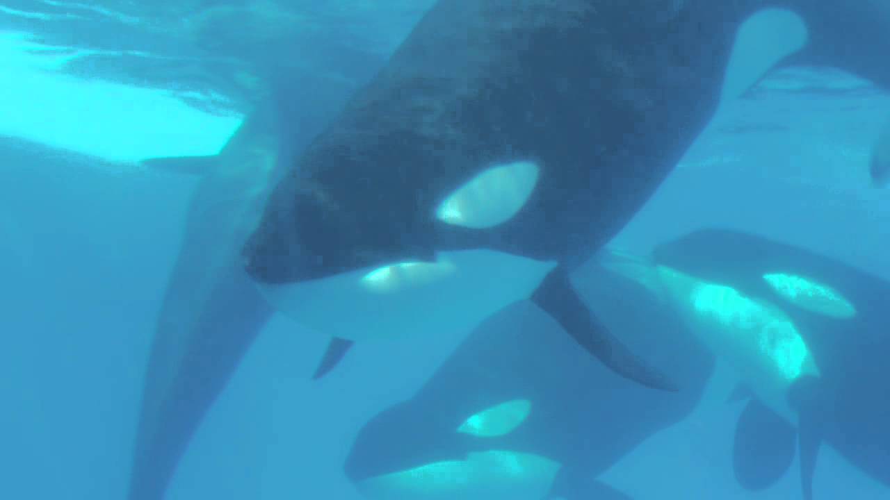 SeaWorld Explains The Truth Behind Rake Marks - YouTube