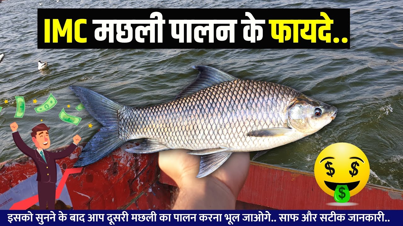 IMC & Carp मछली के फायदे 👌 || Advantage of IMC Fish Farming 🐟 || Fish ...