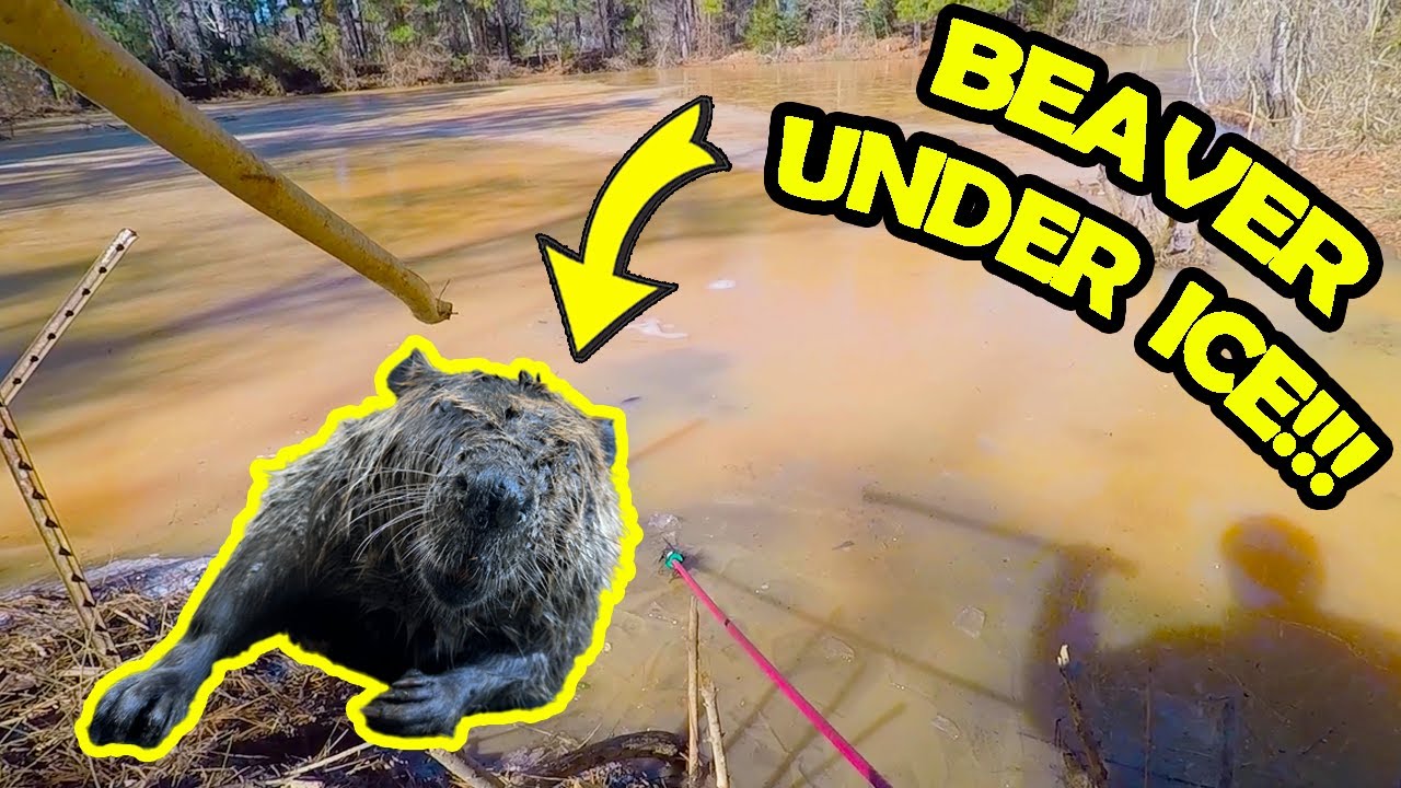 East Texas Beaver Removal - Trapping Under Ice! - YouTube