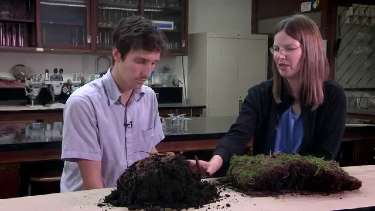 Forest Floor - Humus Form Orders Part 1 - YouTube