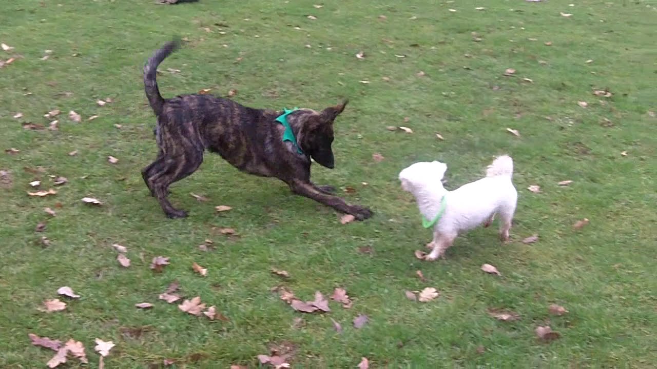 Dutch GSD X Dutch Herder & Peppa Bichon. - YouTube