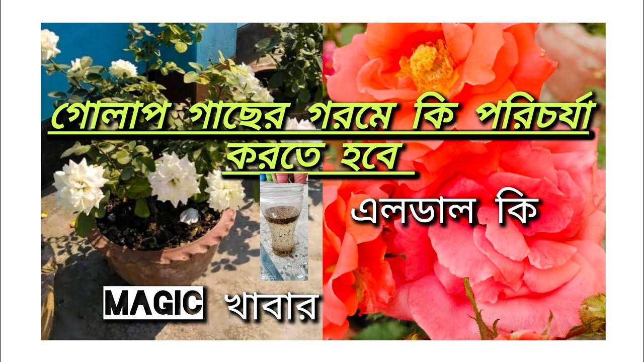 টবের মাটিতে গোলাপ গাছের উপযুক্ত খাবার/ how care rose plant in summer ...