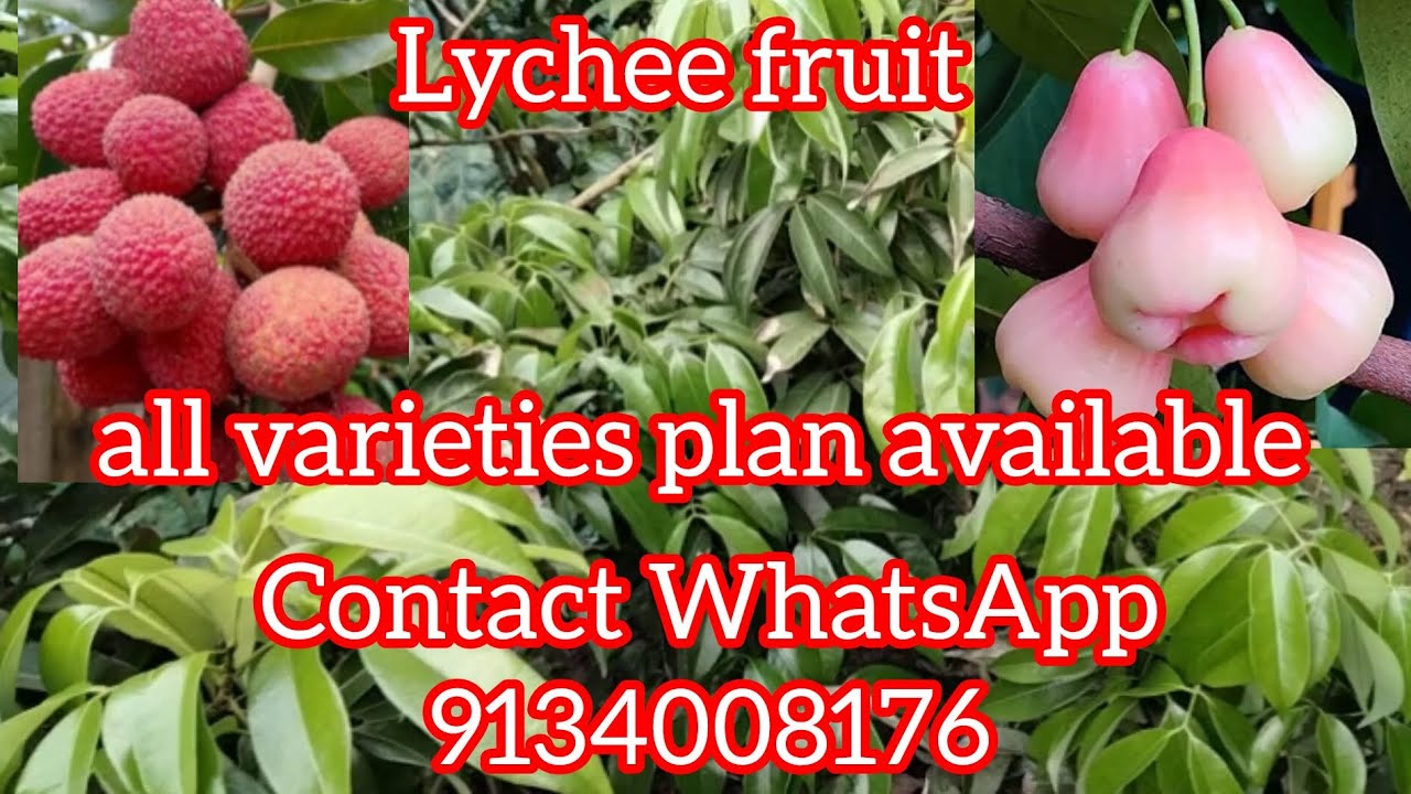 Lychee varieties All plan .#lychee #mango #starfruit #farming #viral ...