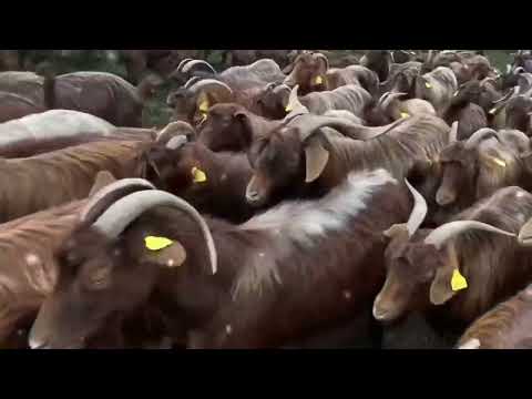 Goats-Dhit e kuqe (Video)