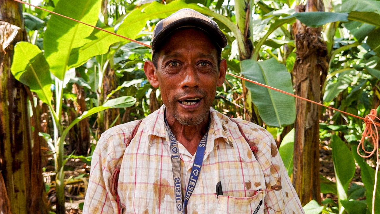 Así produce Honduras las Mejores Bananas del Mundo 🇭🇳 - YouTube