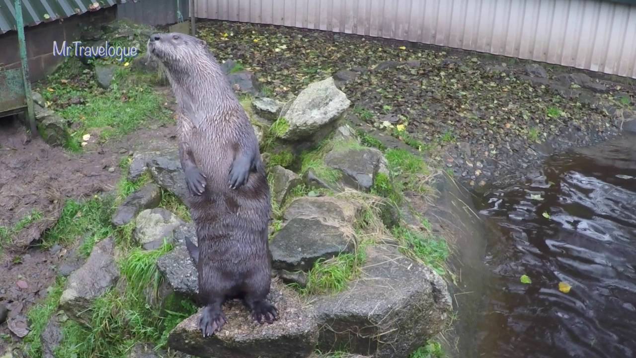 Dartmoor Otter Sanctuary, Buckfastleigh Station, Devon - YouTube