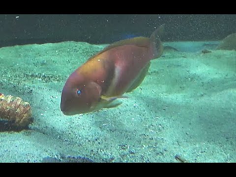 イラ Scarbreast tuskfin Choerodon azurio - YouTube