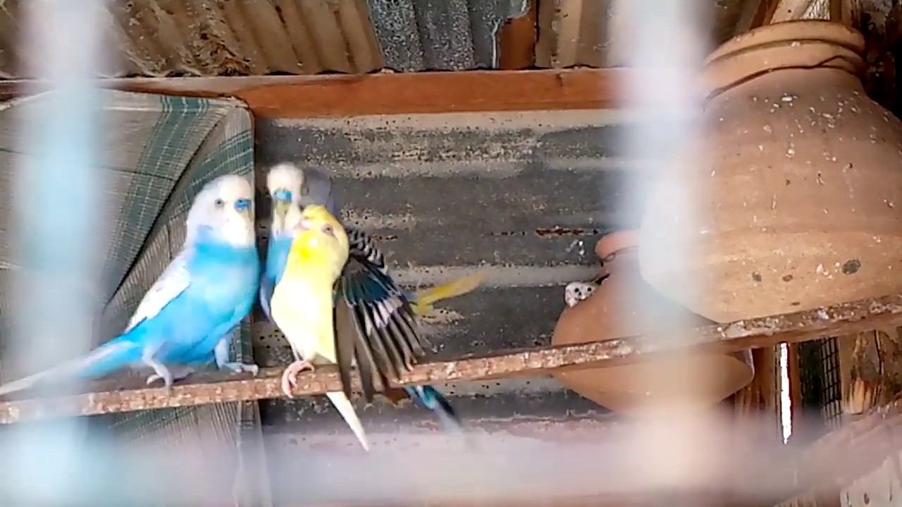 Budgies/Parakeets Mating - YouTube