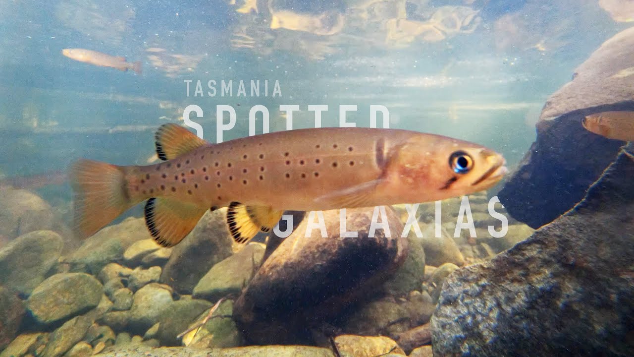 Native Fish: Spotted Galaxias (Galaxias truttaceus), Tasmania - YouTube