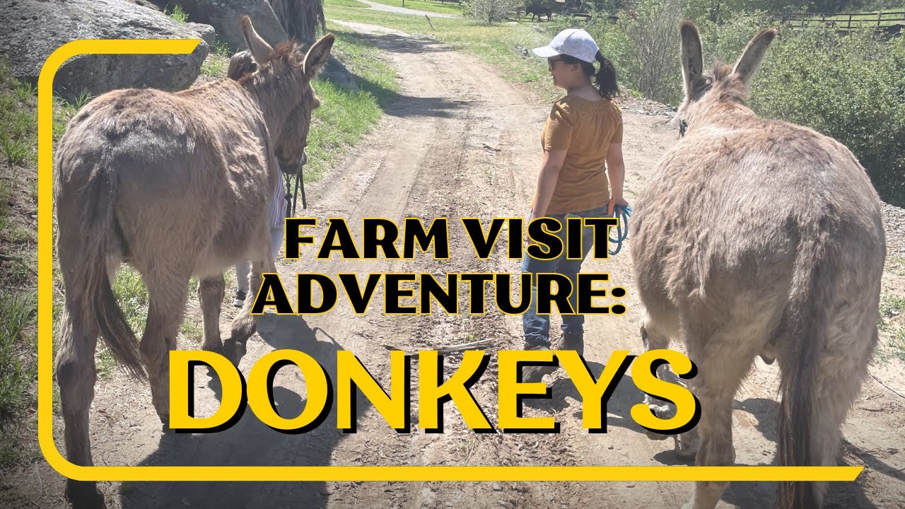 Farm Visit Adventure: Donkeys - YouTube