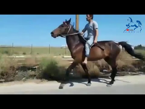 Mashtagali Seyidin ati “Diydem” 4 yas masallah. Gonderdi Miryaqub
