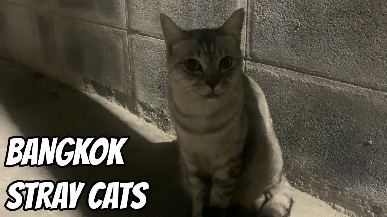Bangkok Stray Night Cats - YouTube