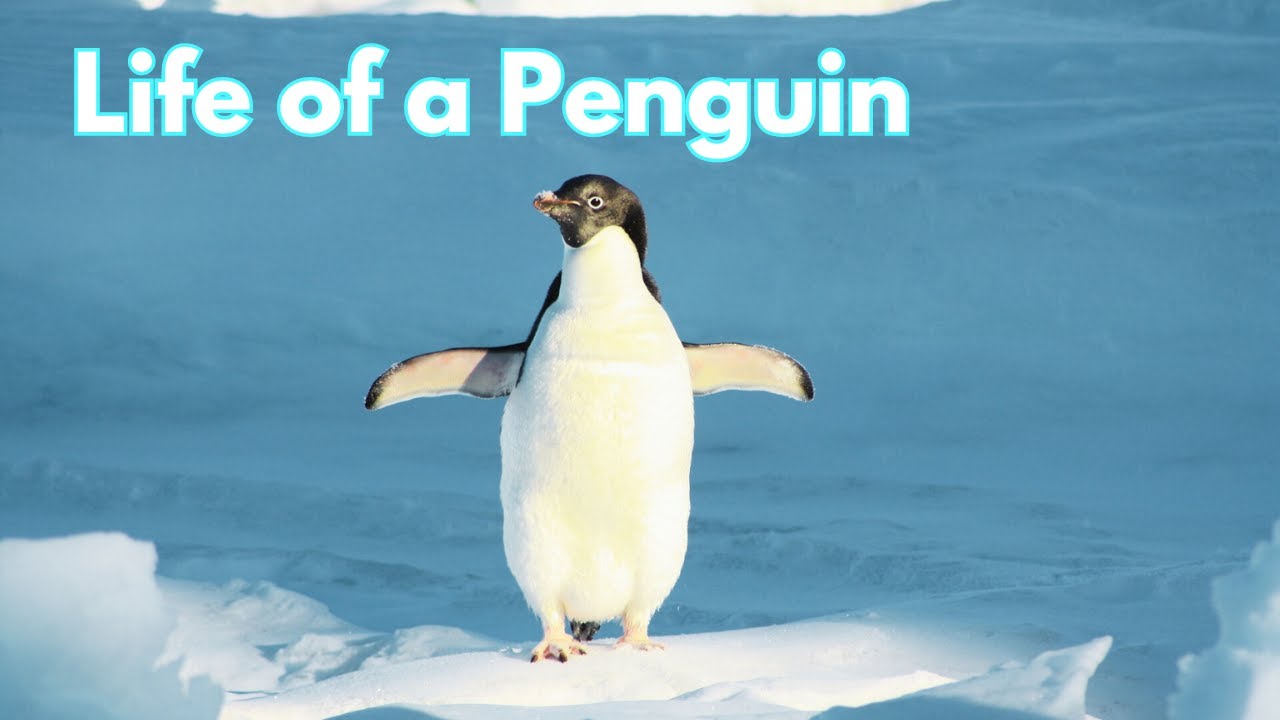 Life of a Penguin | From Birth to Death - YouTube
