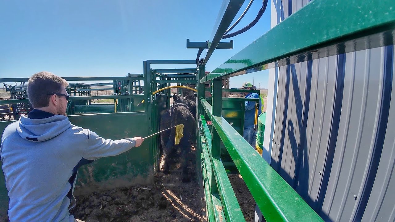 Loading out Pure Bred Angus on Bull Day! - YouTube