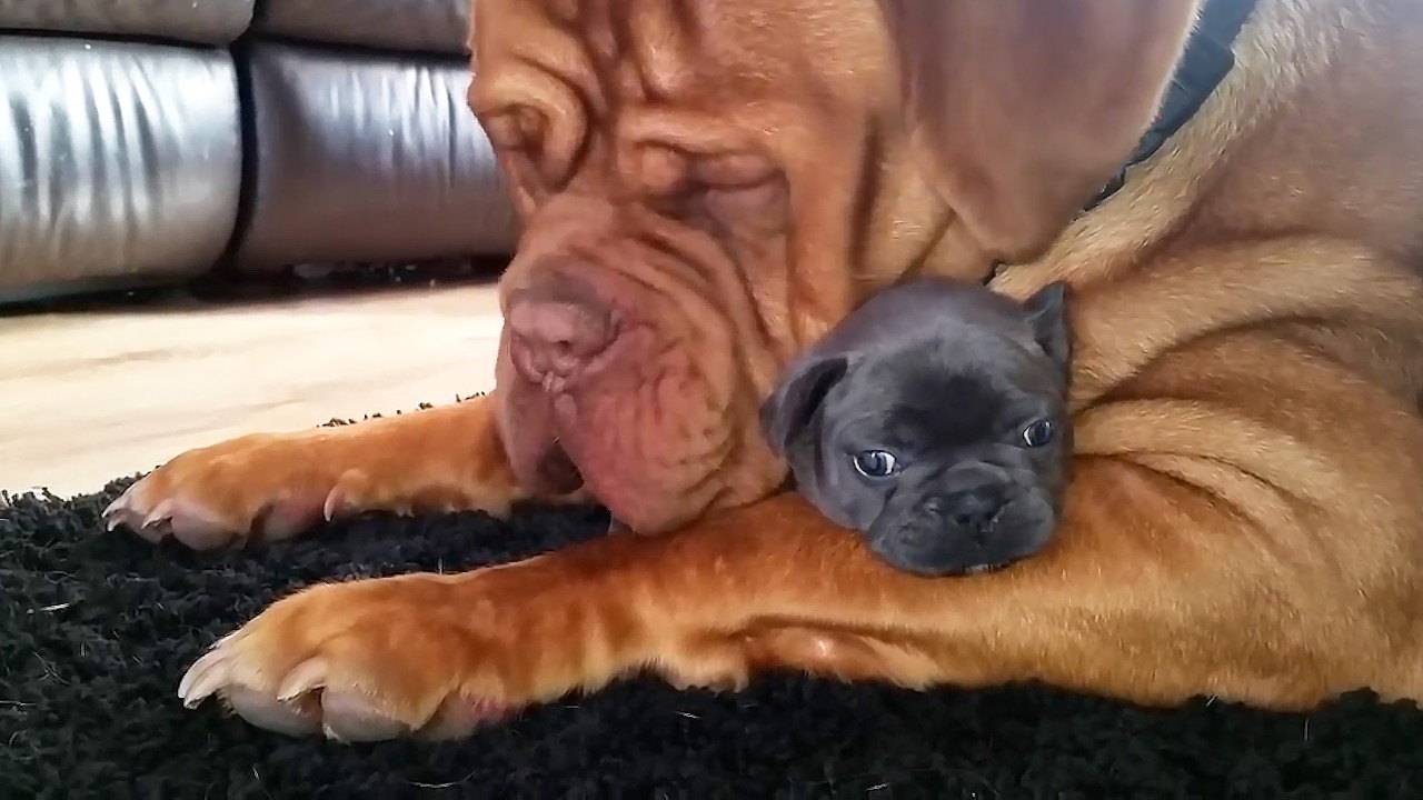 BIG DOGS, Big Energy! | ADORABLE Big Dog Videos - YouTube