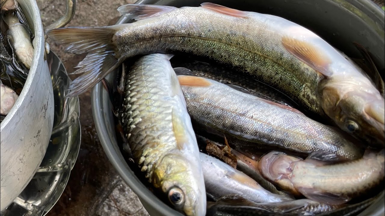 HIMALAYAN COMMON SHOW TROUT Fishing. - YouTube