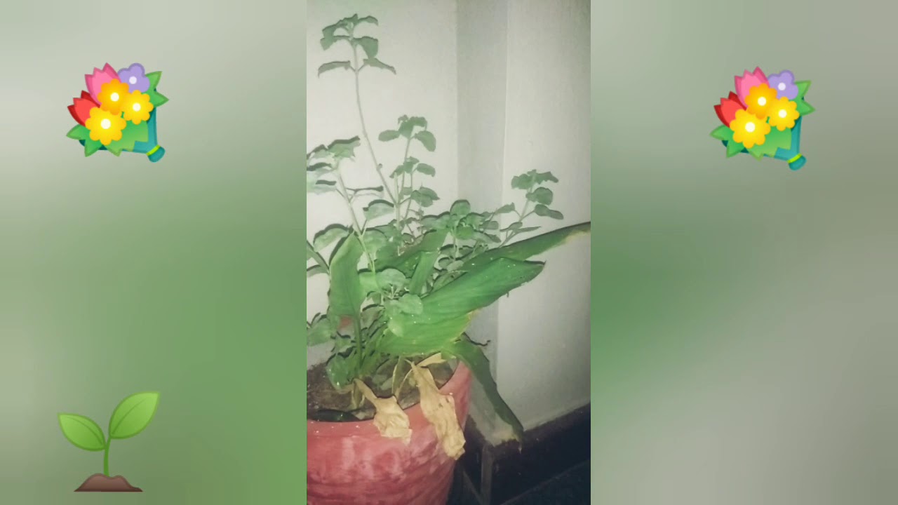 Small planetarium in my house. - YouTube