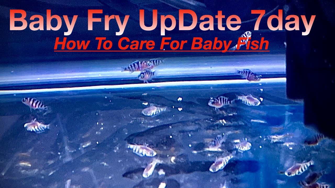 The Ultimate Guide to Caring for Baby Fish: 7-Day Cichlid Fry Update ...