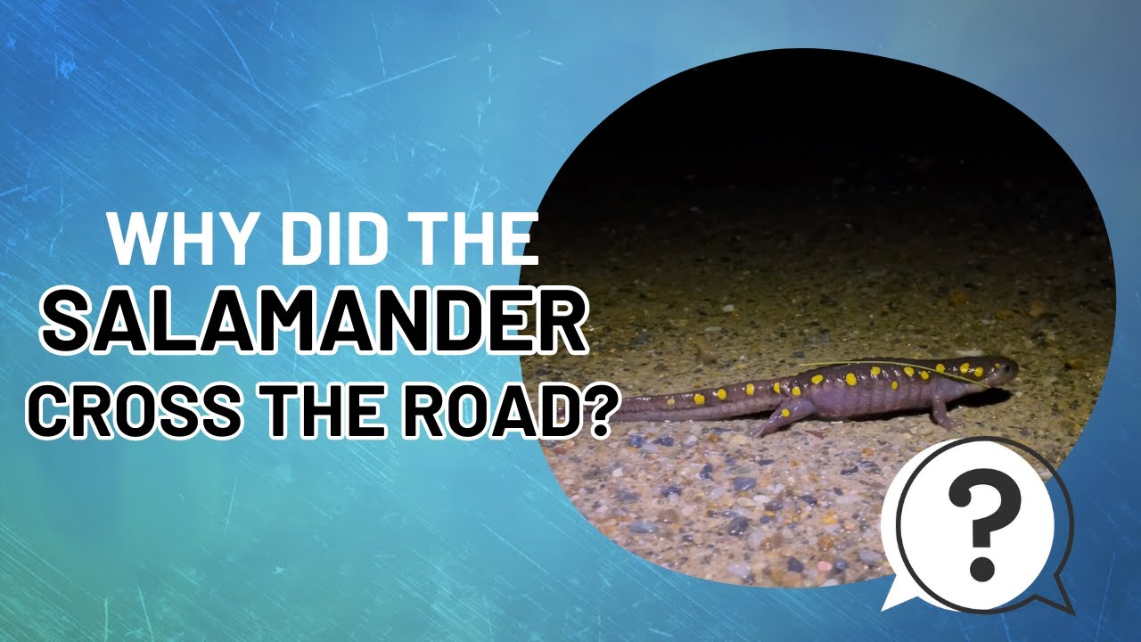 Northeast Nature | April | Why did the salamander cross the road? - YouTube