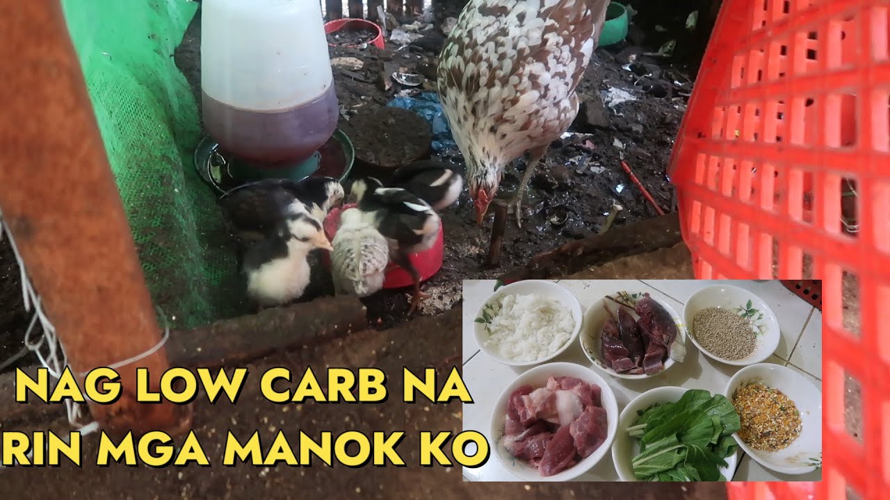 SINASANAY KO NA KUMAIN ANG MGA MANOK NA NATIVE NG MGA KARNE - YouTube