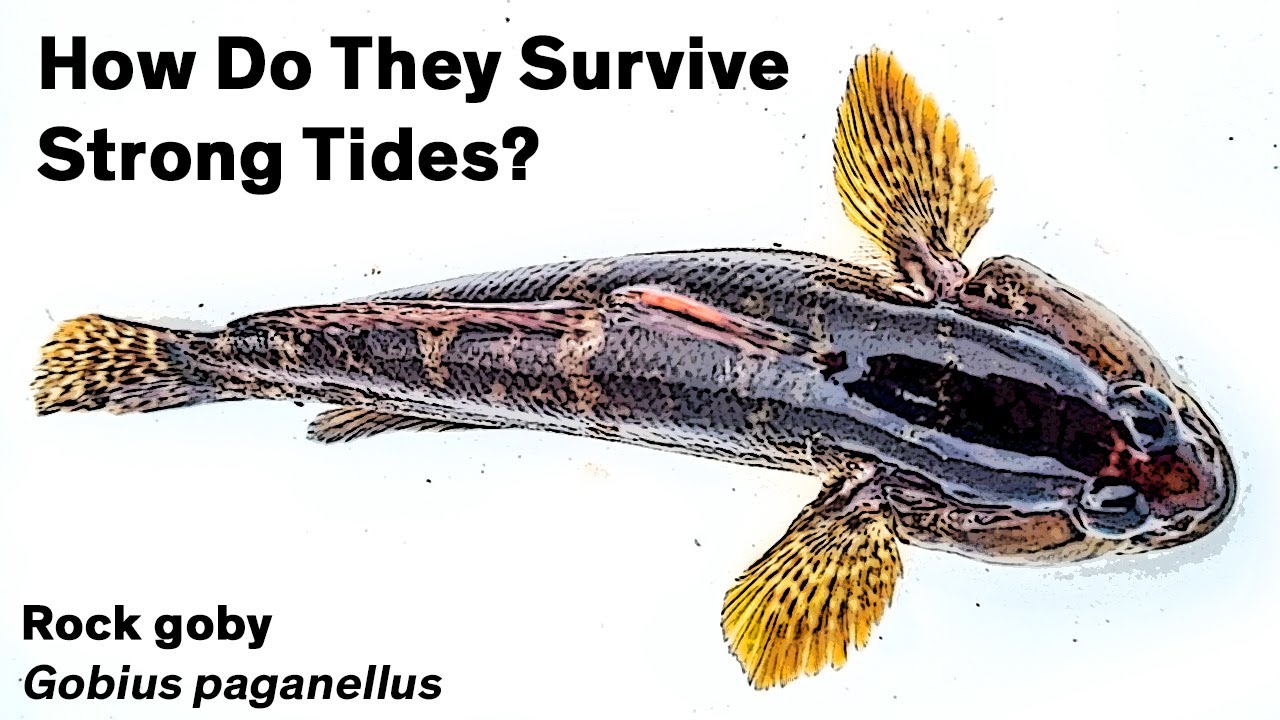 How Do They Survive Strong Tides? - YouTube