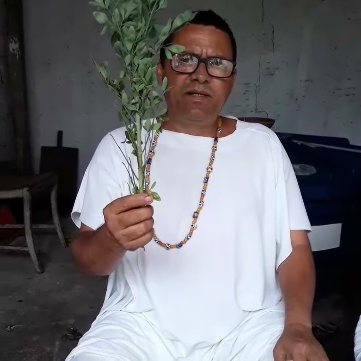 Jurema Sagrada ENSINAMENTO Fundamentos Ervas de Axé DELUCA NATAL ...