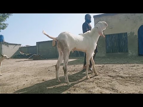 4dant high blood line...rajanpuri bakra - YouTube