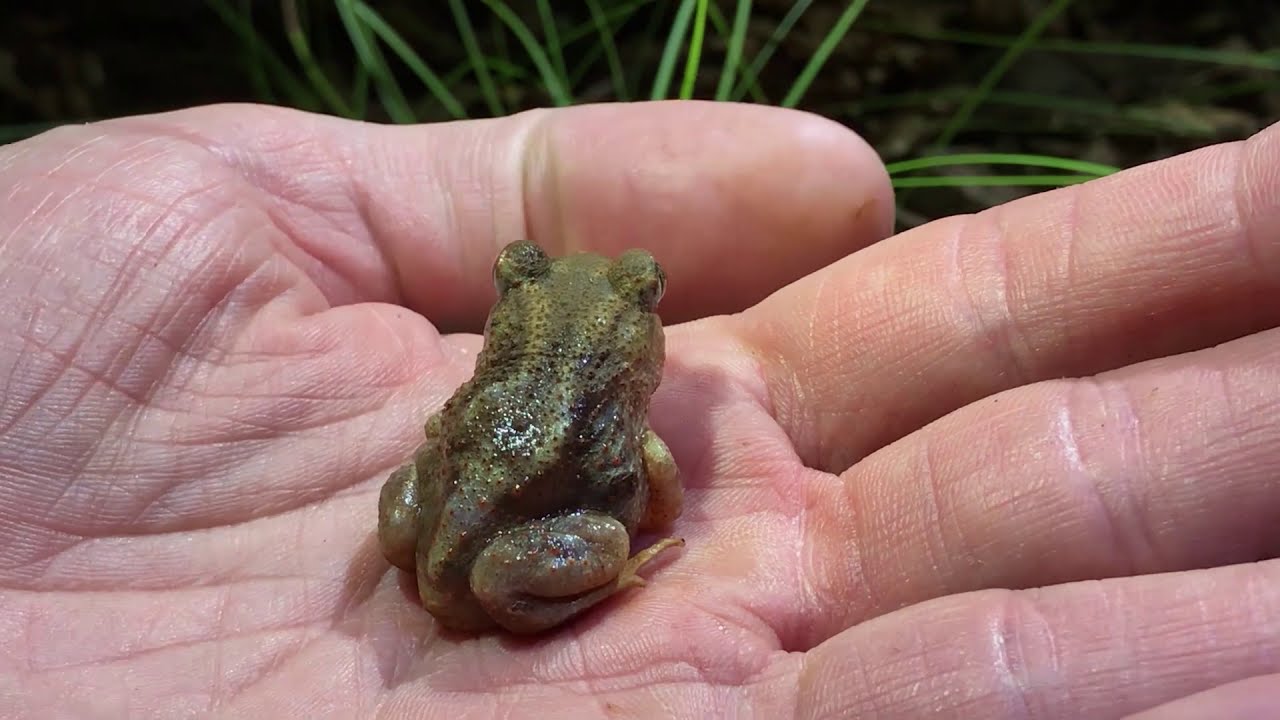The Elusive Spadefoot Toad - YouTube