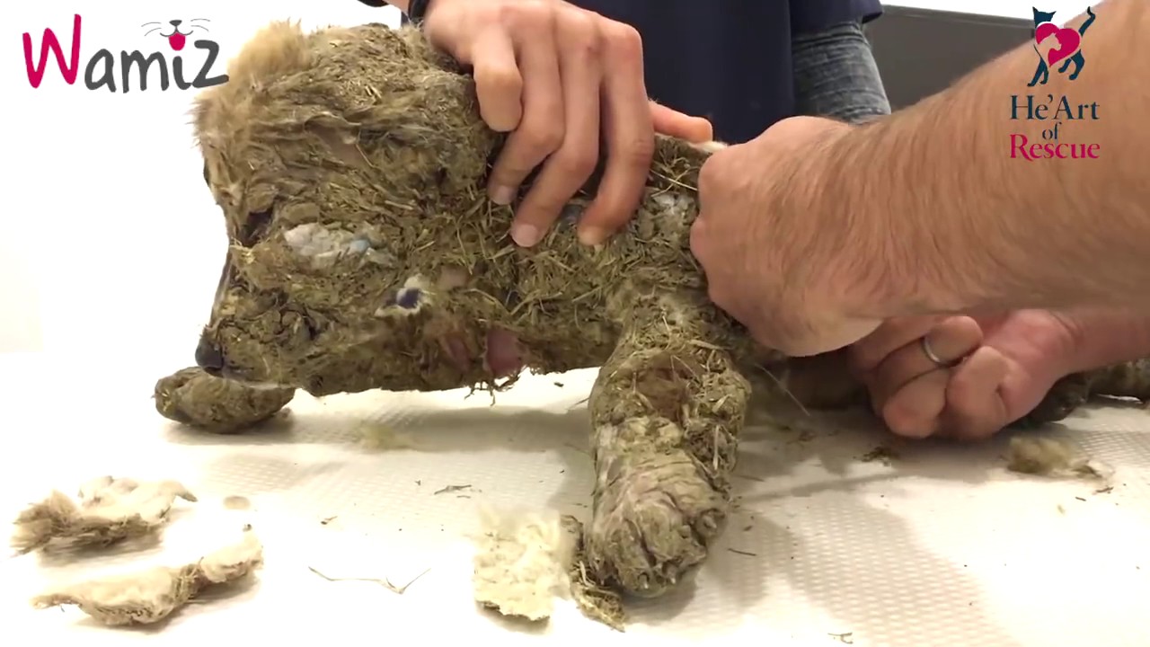 Un chien transformé en statue, par des jeunes inconscient - YouTube