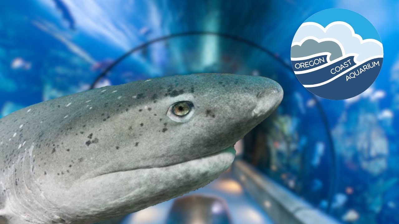 Man Is Best Friends With A Friendly Shark - YouTube