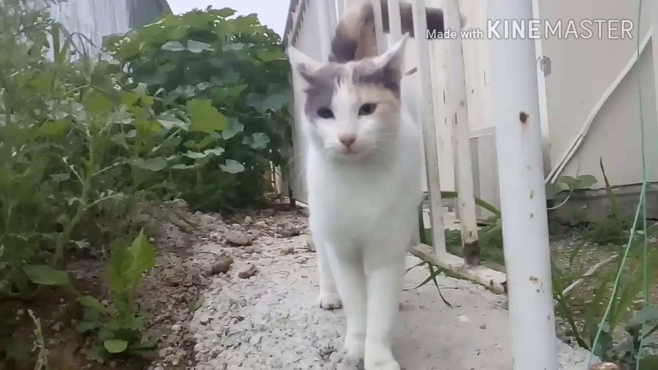 Morning rooting for my dogs - YouTube