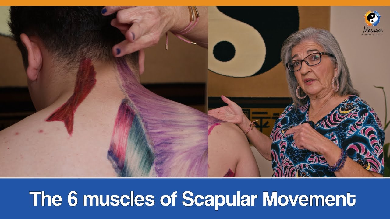 The 6 muscles of Scapular Movement - YouTube