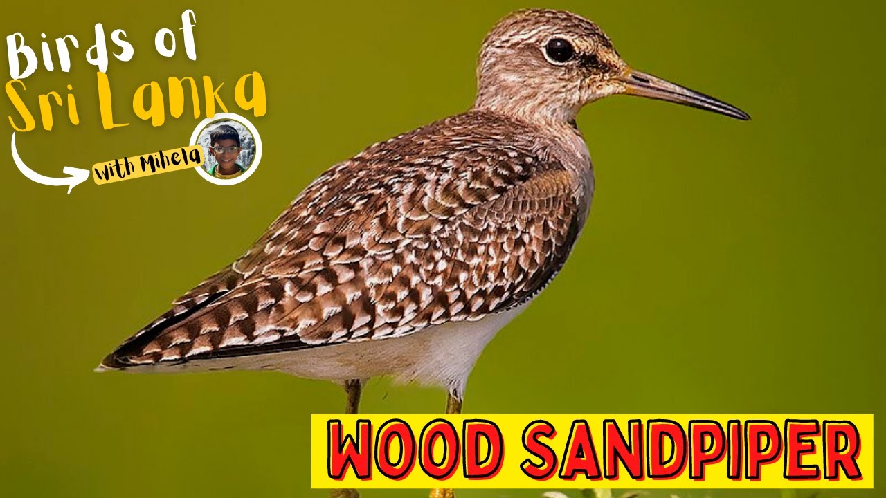 WOOD SANDPIPER | Birds of Sri Lanka with Mihela | Sound / Call - YouTube