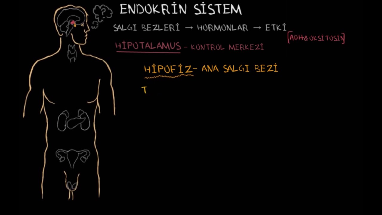 Endokrin Bezi ve Hormonlar (Sağlık ve Tıp) (Endokrin Sistemi) - YouTube