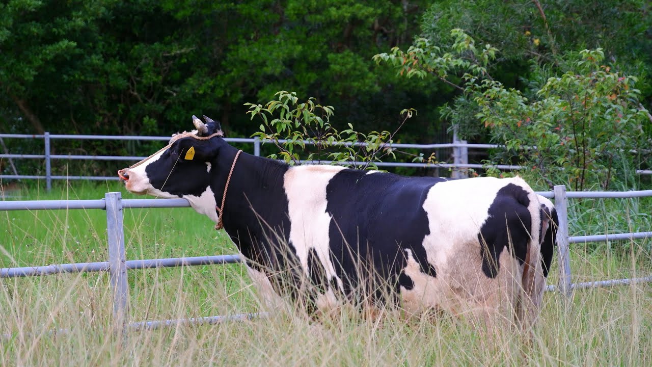 Kiyuna Farm [きゆな牧場] (Okinawa 2023 sep.-oct. / WWOOF) - YouTube