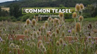 Common teasel