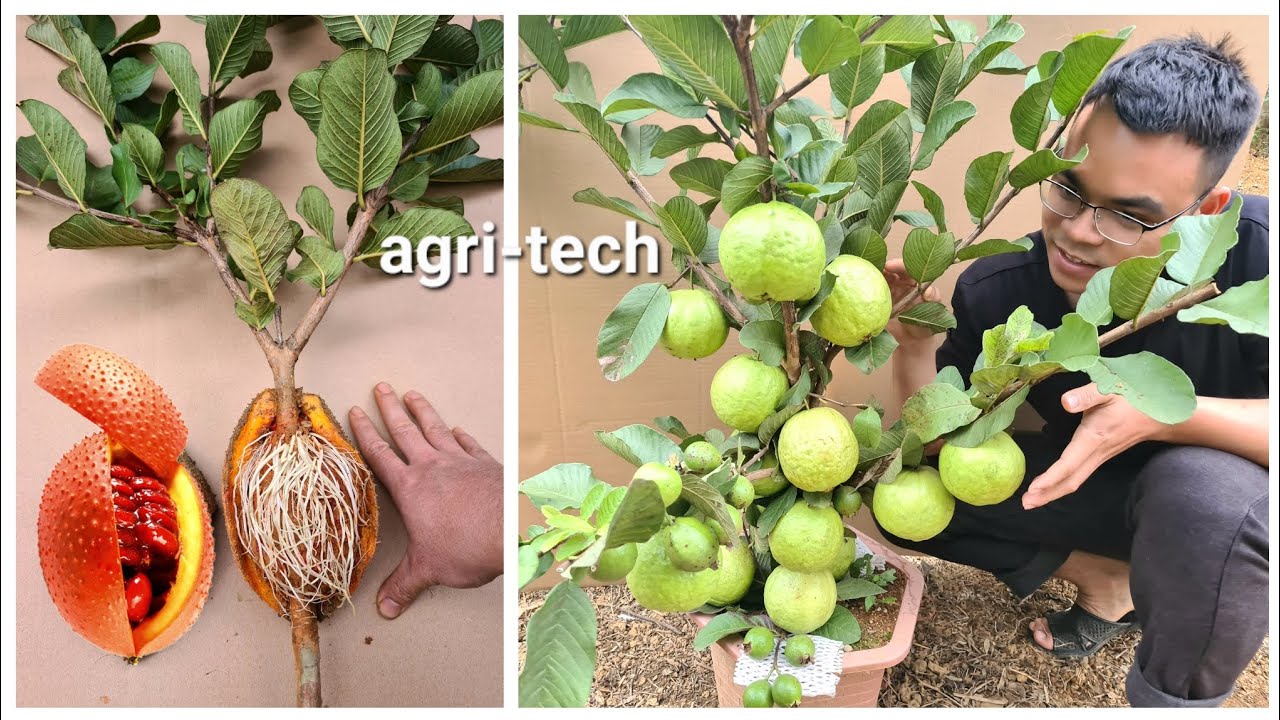 Best idea to grow Guava is very special - Guava has many fruits and is ...