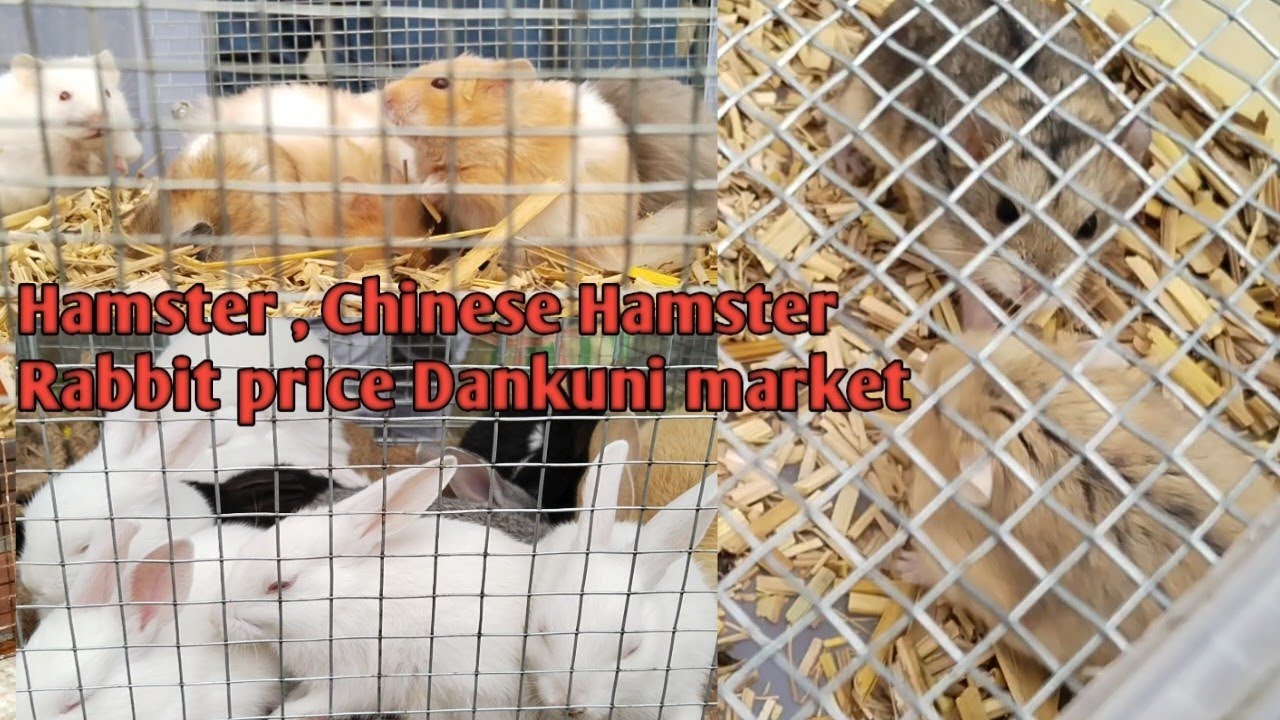 Hamster , Chinese Hamster Rabbit recent week price Dankuni pets market ...
