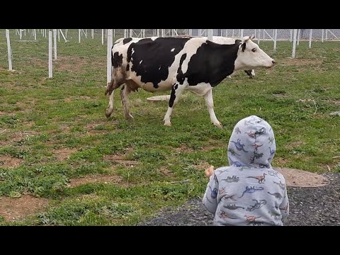 Kerem yavru inek ve annesine yemek verdi ve inekleri korkuttu 🐄 #cow #farm #çiftlik #animal #inek