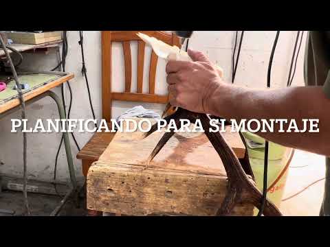 Preparación y montaje de frontal de venado taxidermia.