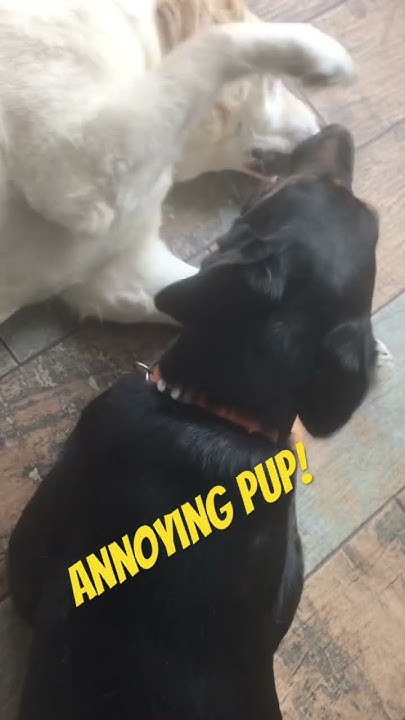 Annoying Puppy! - YouTube
