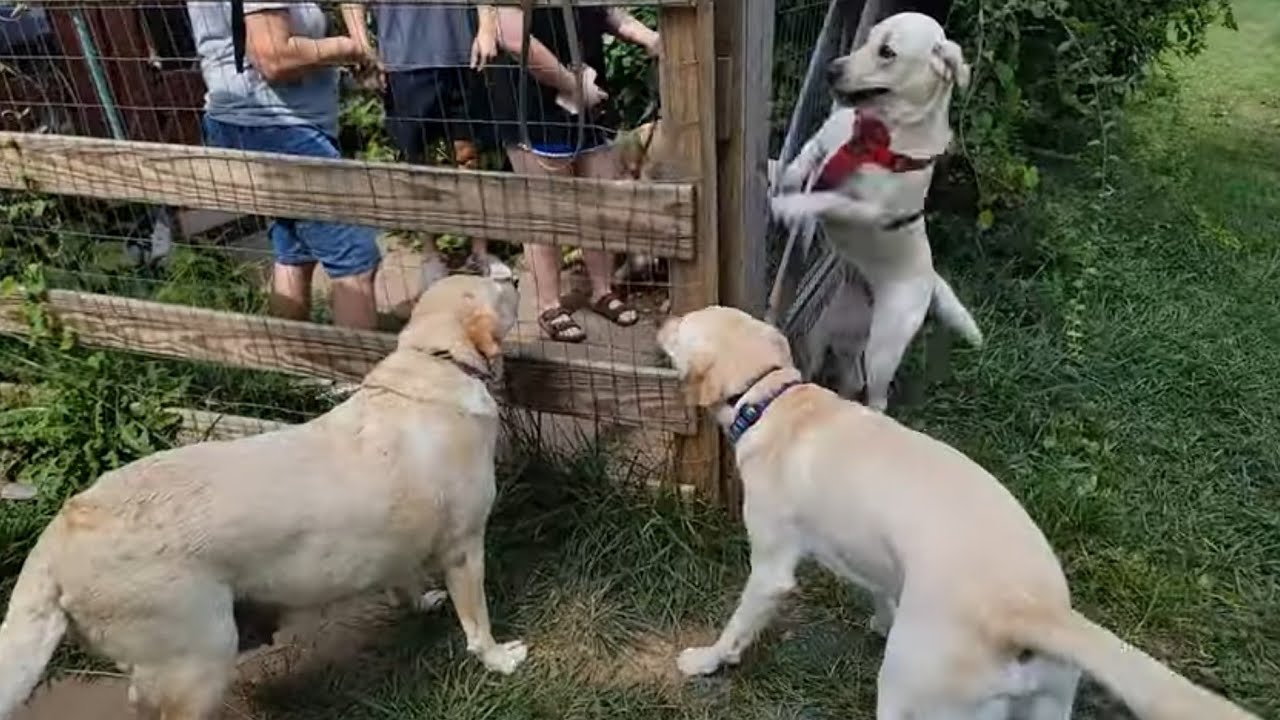 Cutest Labrador Dogs 1st Family Reunion | Excited Dogs Meets Her ...