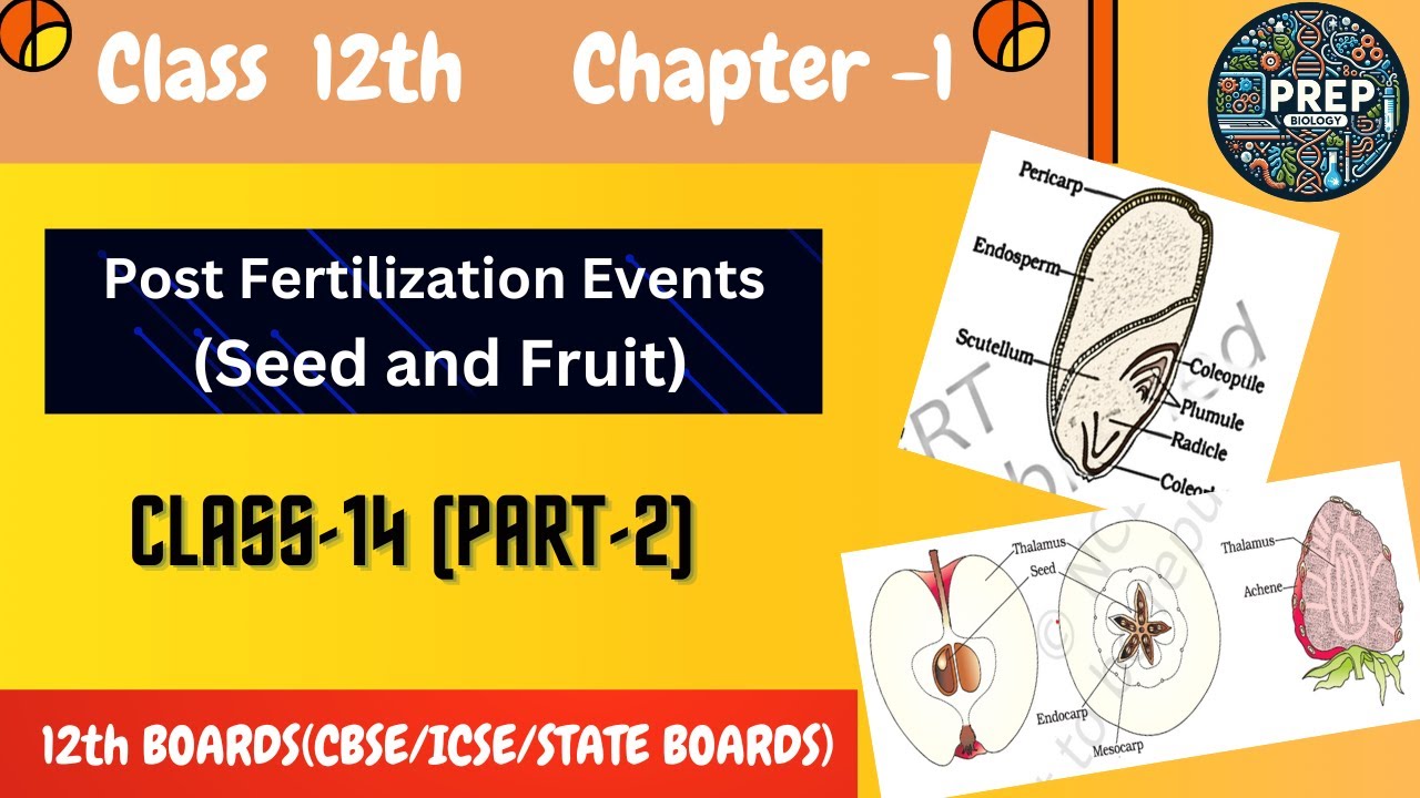 Post Fertilization Events | Seed | Fruit | Class 12th Biology | Ch -1 ...