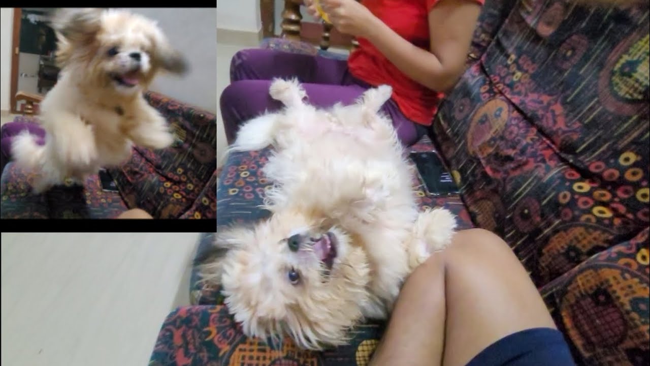 playing with simbha🥰😍|VR_vlogs __ - YouTube