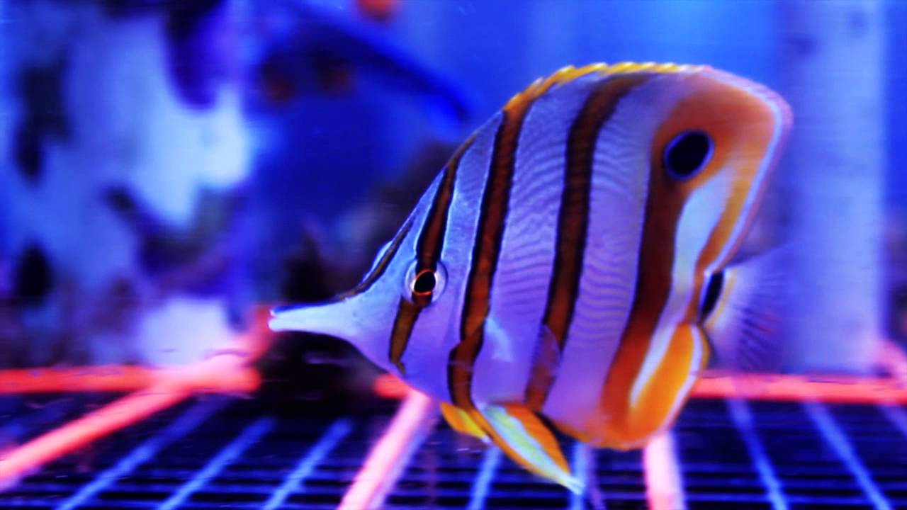 Copperband Butterfly Fish